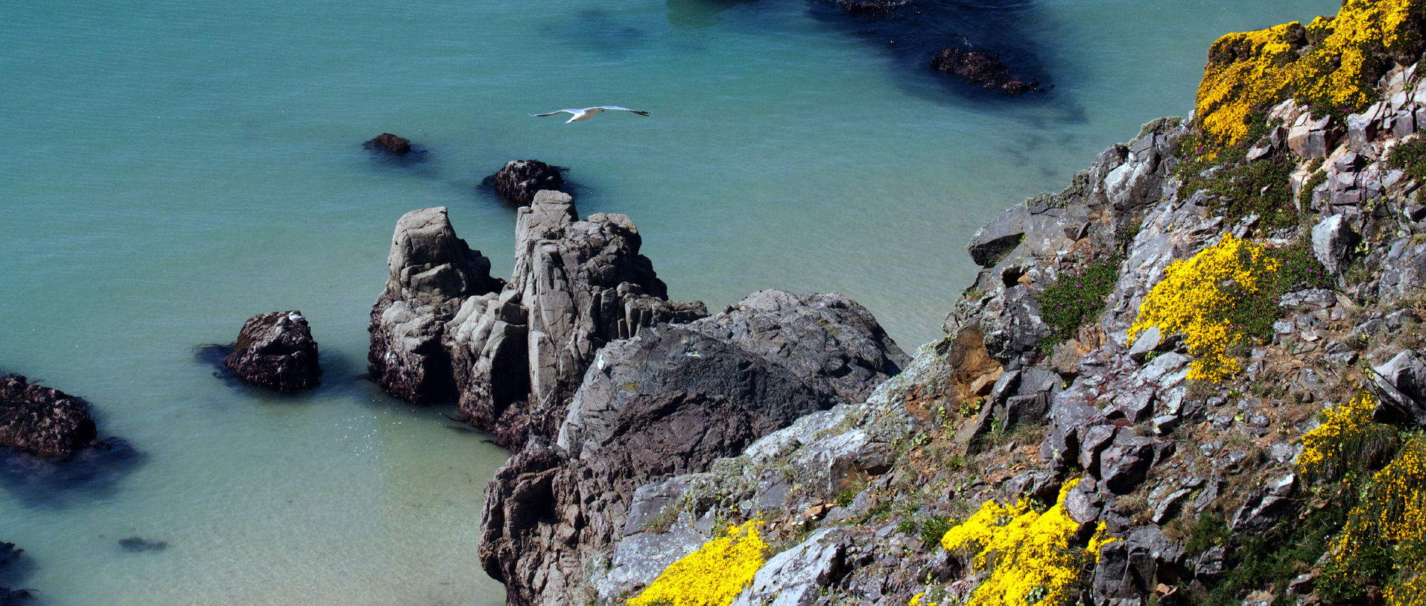 Meet the Puffins of Burhou | Visit Alderney, Channel Islands