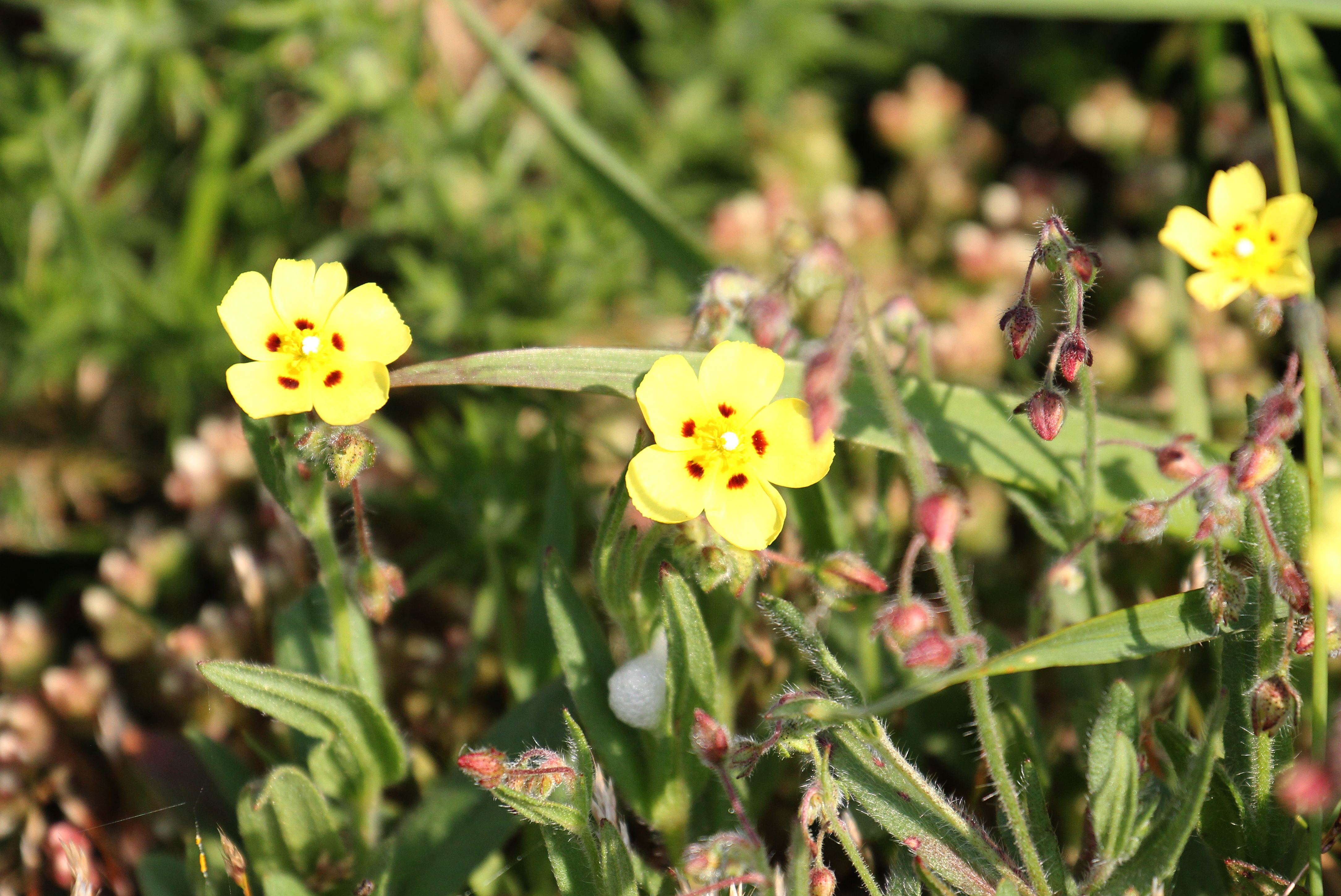Meet the Puffins of Burhou | Visit Alderney, Channel Islands